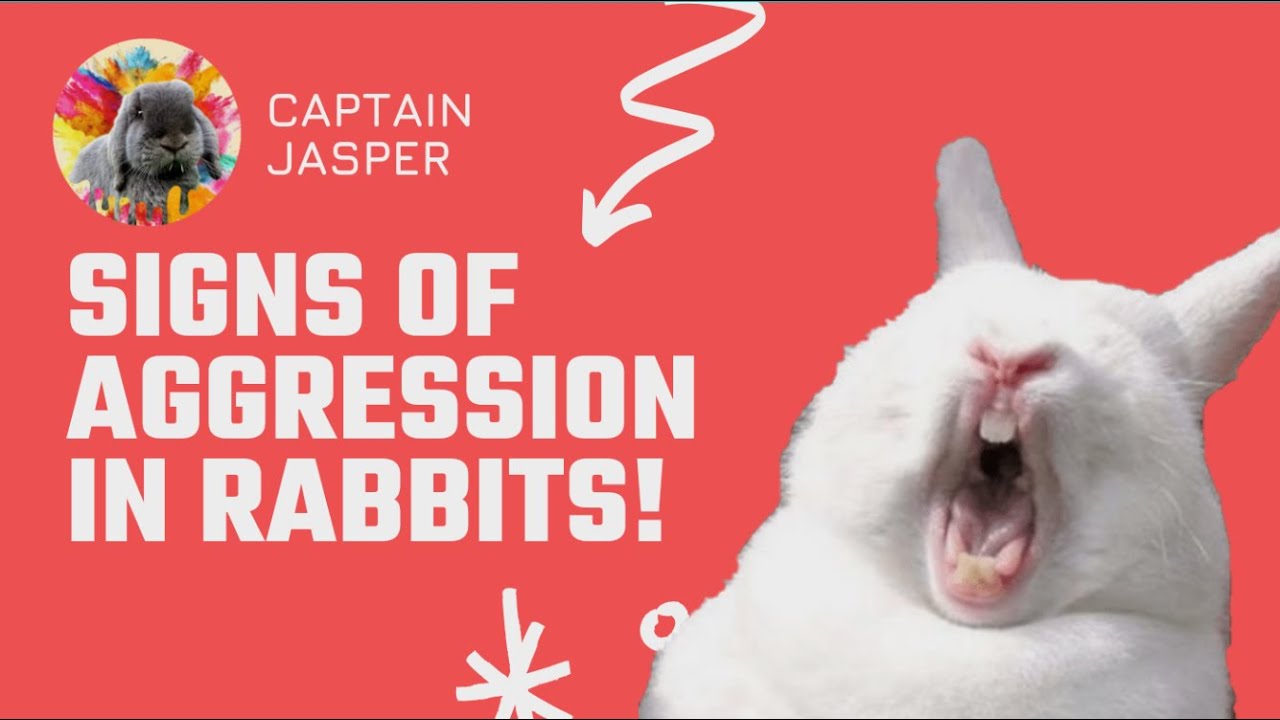 AGGRESSIVE behaviour in RABBITS! - YouTube