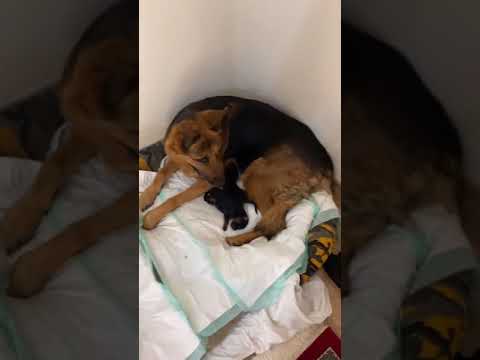 Dog delivery 75 Entrega de cachorro Livraison de chien Entrega de ...