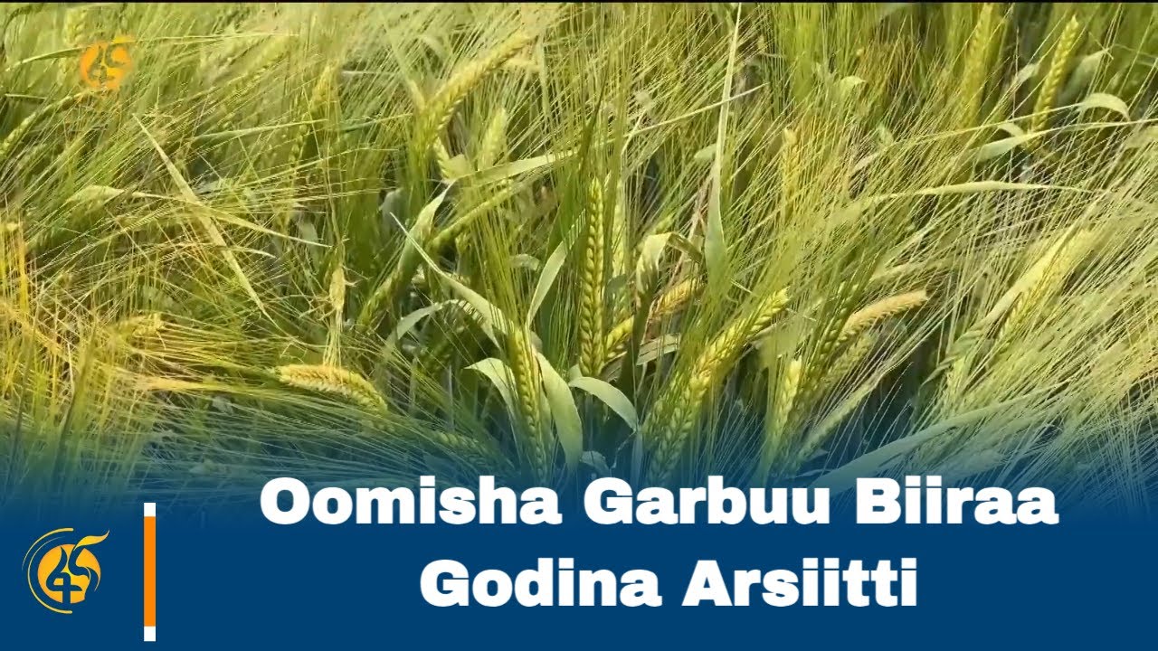 Oomisha Garbuu Biiraa Godina Arsiitti - YouTube