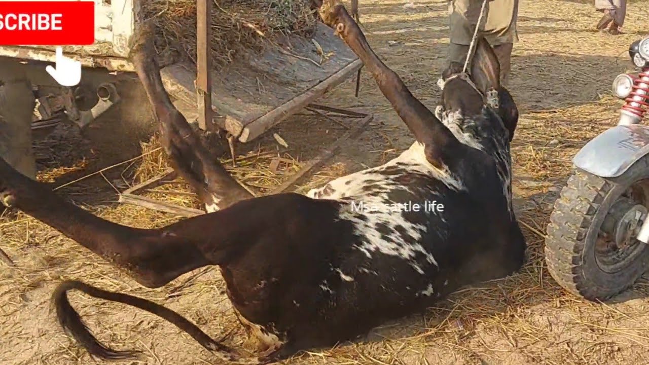#trending How to Bulls Sleeping loder unloding#sleeping Bulls un ...