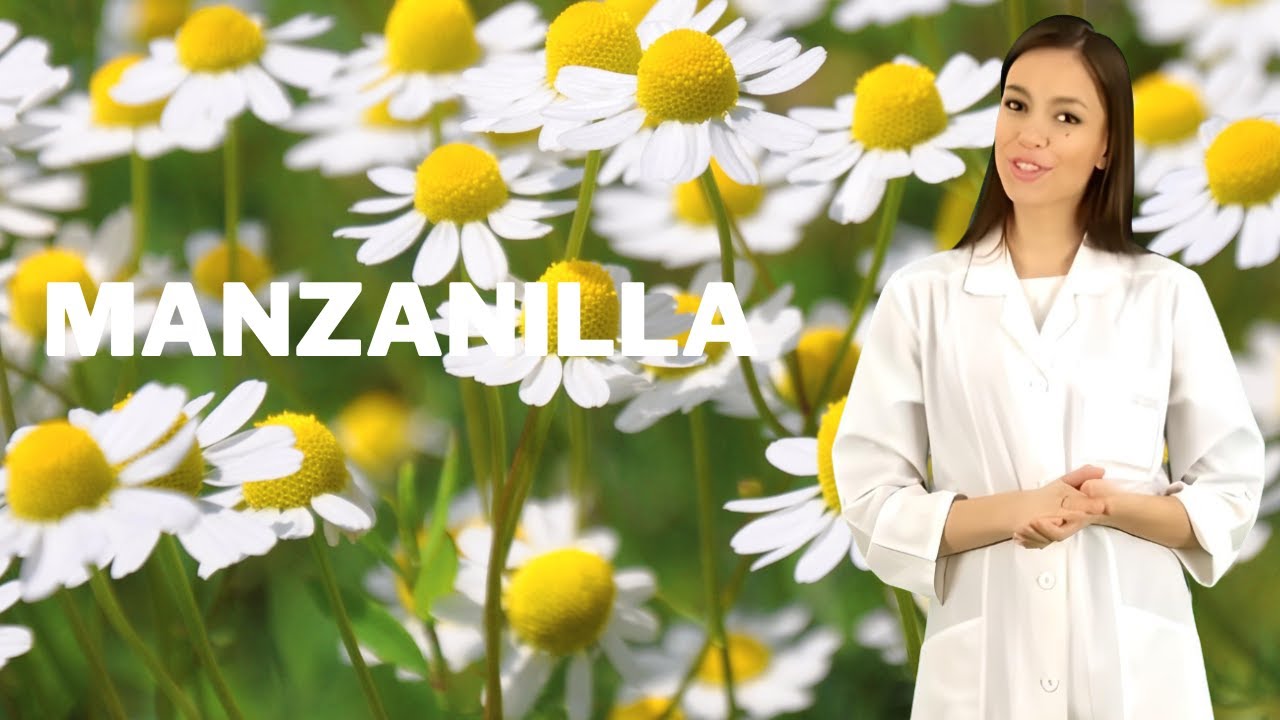Guía MANZANILLA planta medicinal, manzanilla para qué sirve y cómo usar ...