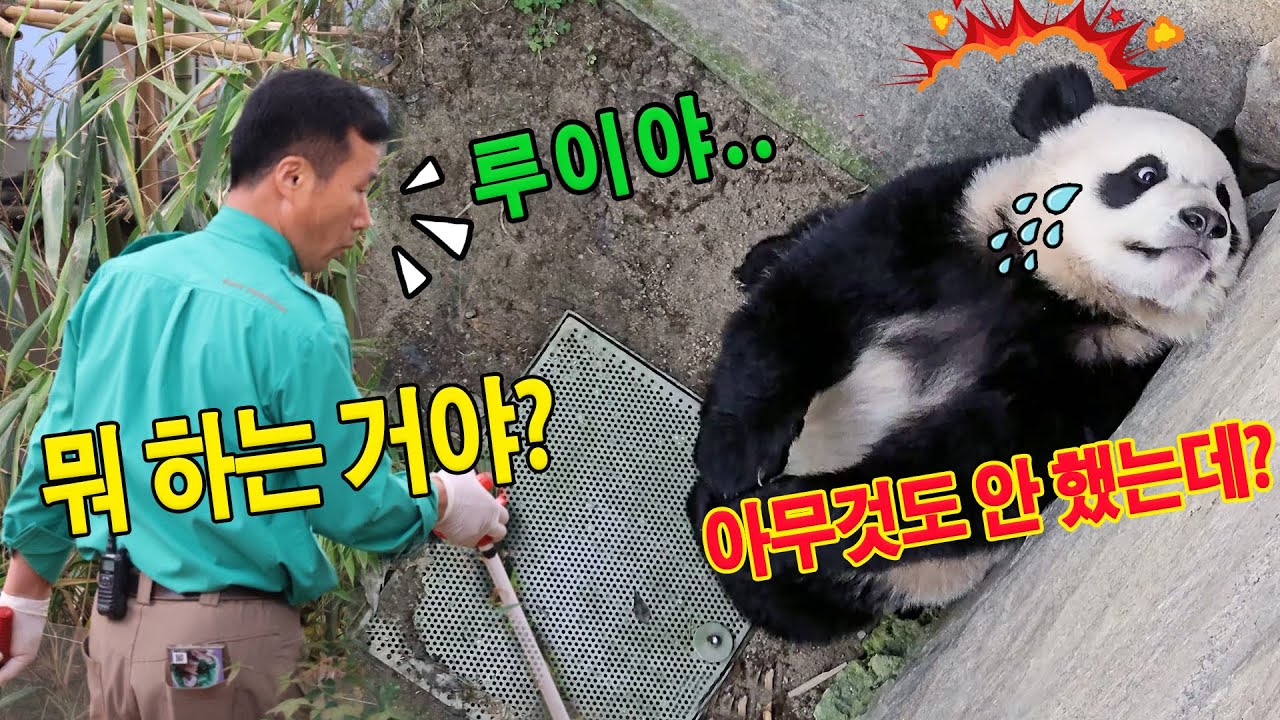 루이바오가 갑자기 할부지한테 숨어서 팬미팅을 했다💦💥하지만 강바오님한테 바로 들켰고 아여사님에게 혹독한 훈계를 받았답니다🤣💨ㅋㅋ Youtube