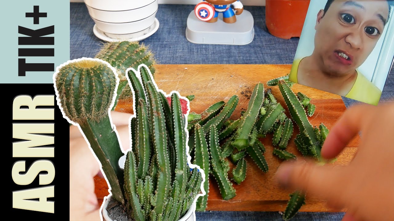 CACTUS for Dinner? Making DELICIOUS MEAL with CACTUS - ASMR eating ...