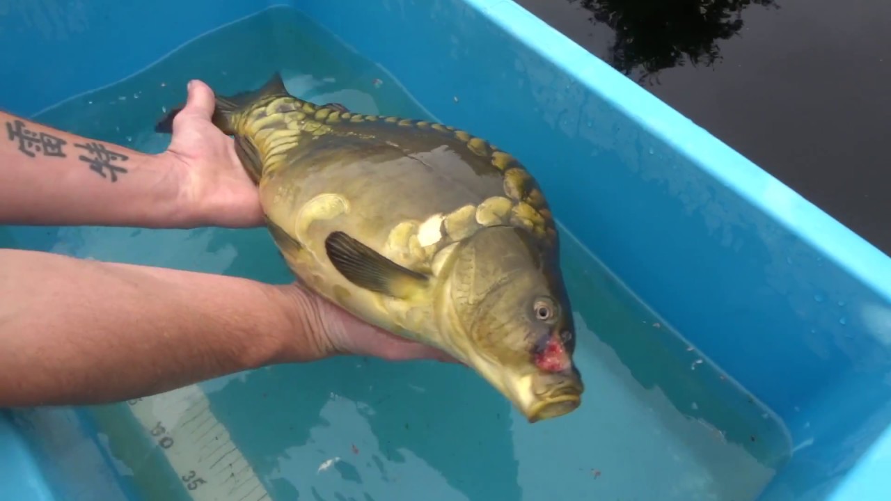 fish surgery, doctoring damaged fish for winter with long eaton koi ...