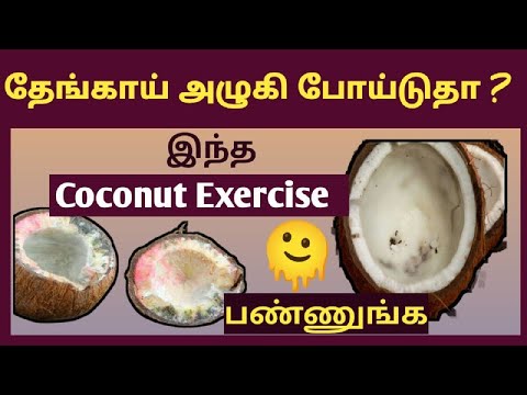 தேங்காய் கெடாமல் இருக்க daily Coconut exercise பண்ணுங்க🫠|#coconuttips ...