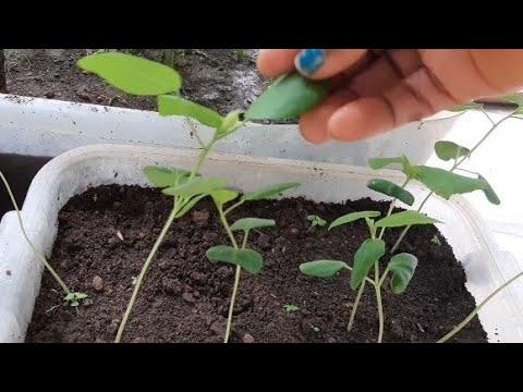 How to Plant Roselle Hibiscus from seeds - YouTube
