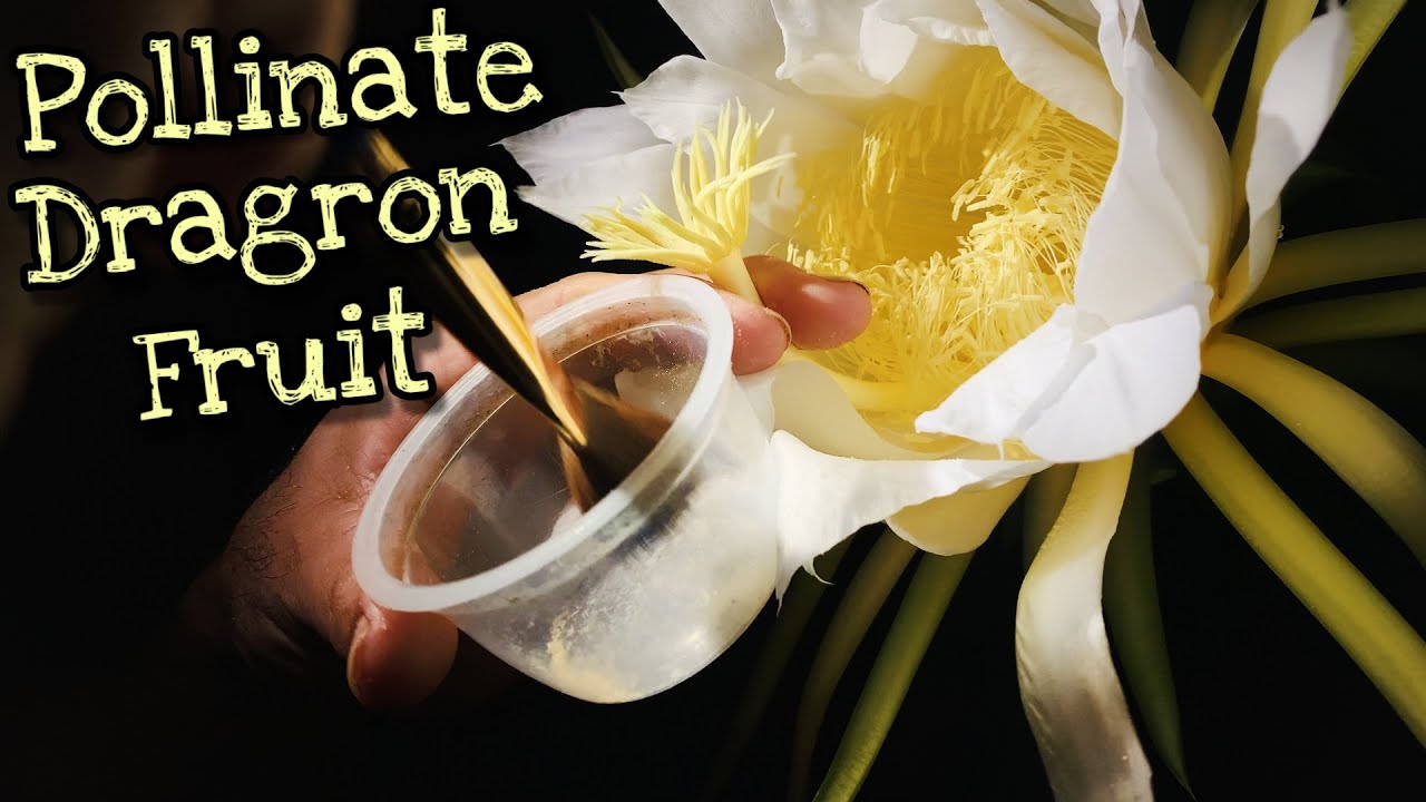 How & When to Pollinate Dragon Fruit Flowers & Cover for Rain (Halleys ...