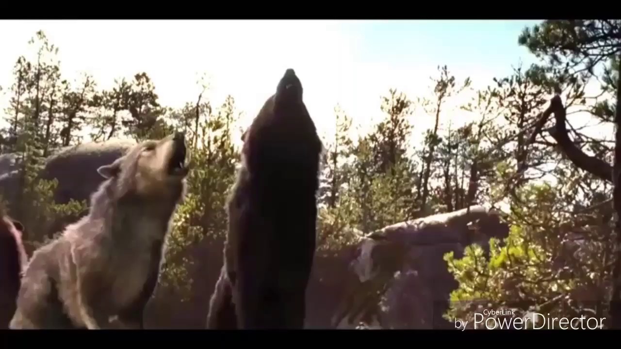 Twilight Wolves-Hypnotic - YouTube