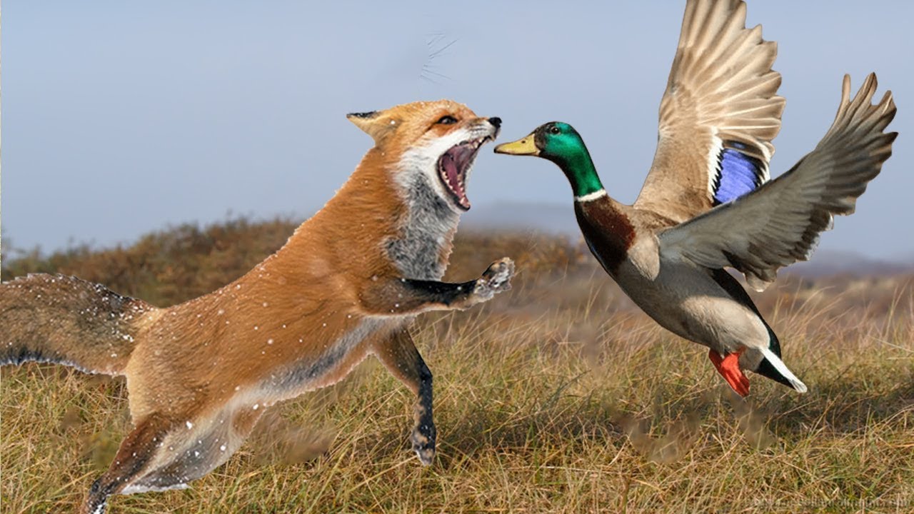 Fox hunting Mallards _ Fox suddenly attacked Mallards from the bush ...