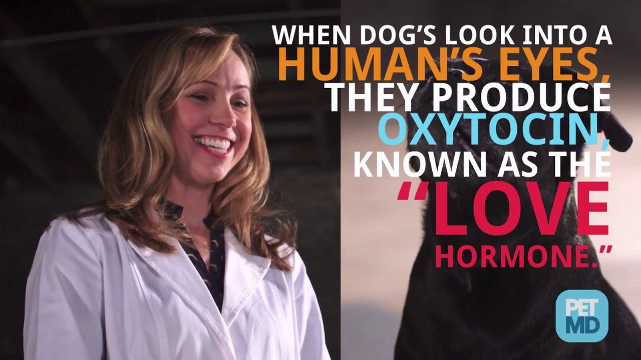 Dog Brain Facts: Understanding Canine Cognition - YouTube