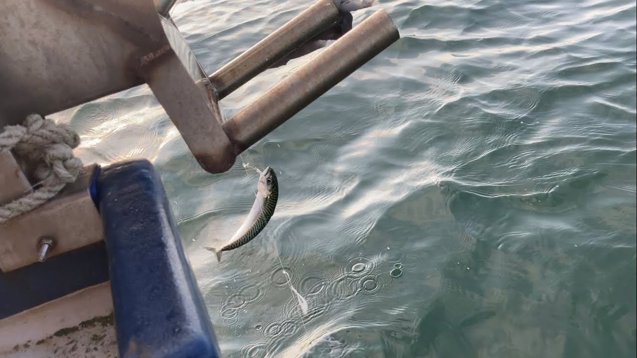 Catching mackerel on belitronic jigging machines at Great Yarmouth ...