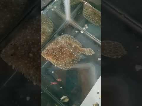 Meet the Windowpane Flounder - YouTube