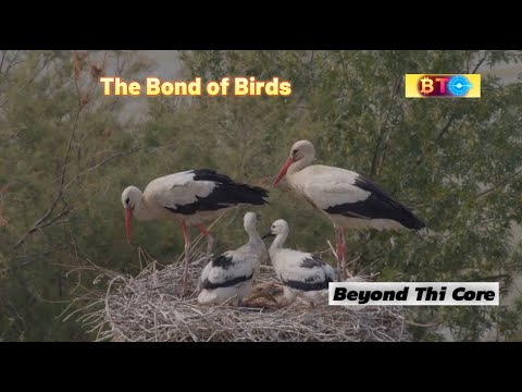 Bond of Birds - YouTube