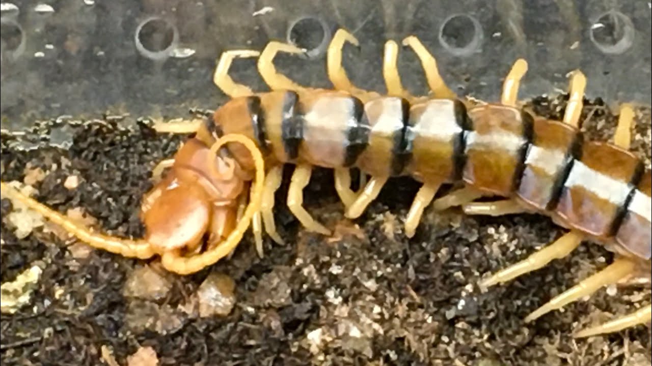 Will the Centipede Choose a Banana or a Cricket? - YouTube