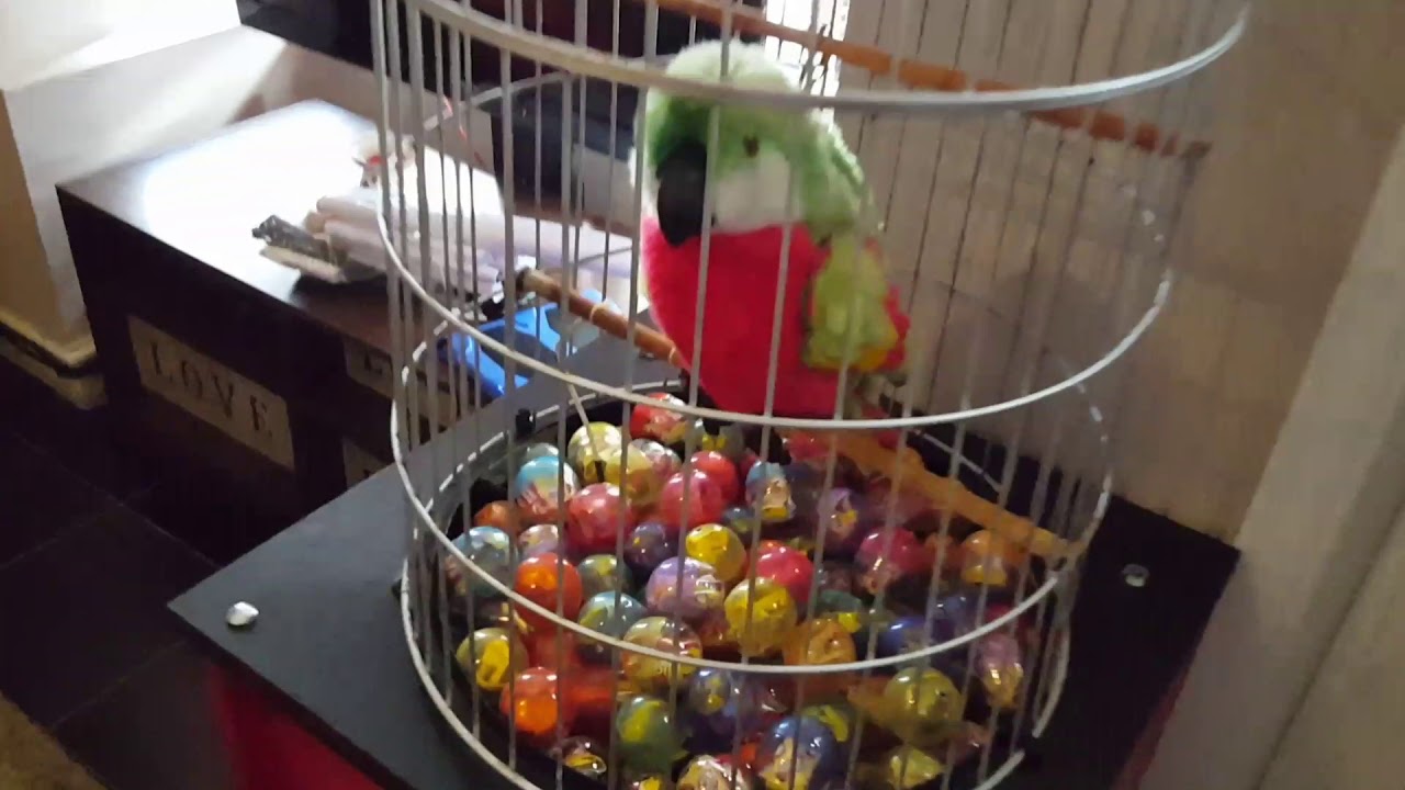 GLENDALE Parrot talking arcade vending machine on NEW £1 by TAJ the ...