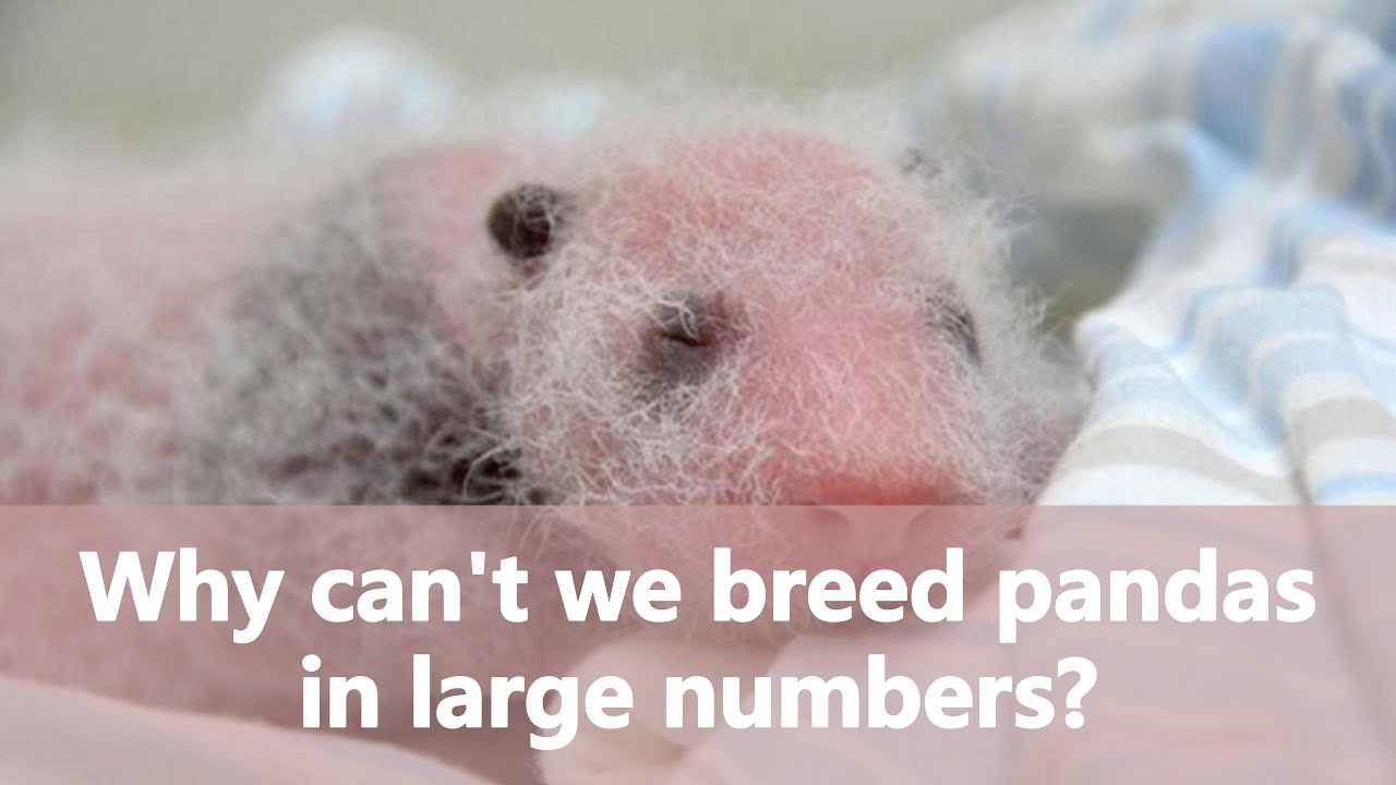 Why can't we breed pandas in large numbers? - YouTube