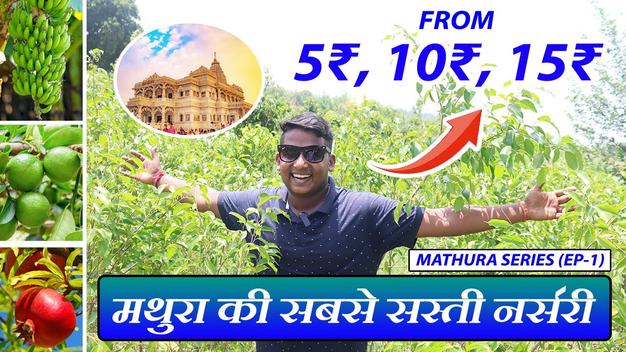 ये है मथुरा की सबसे सस्ती नर्सरी | दिल्ली से भी कम दाम | Cheapest Plant ...