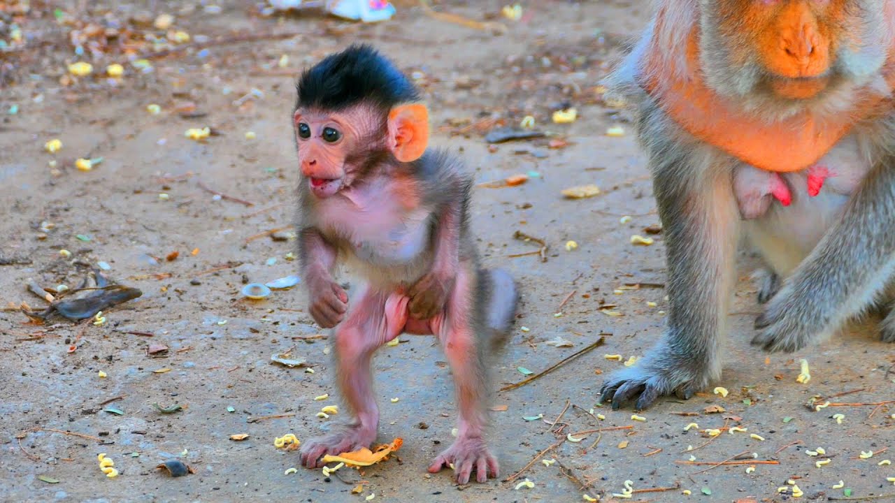 Mother Berry Monkey Bring Baby Berro asking foods in the park - YouTube