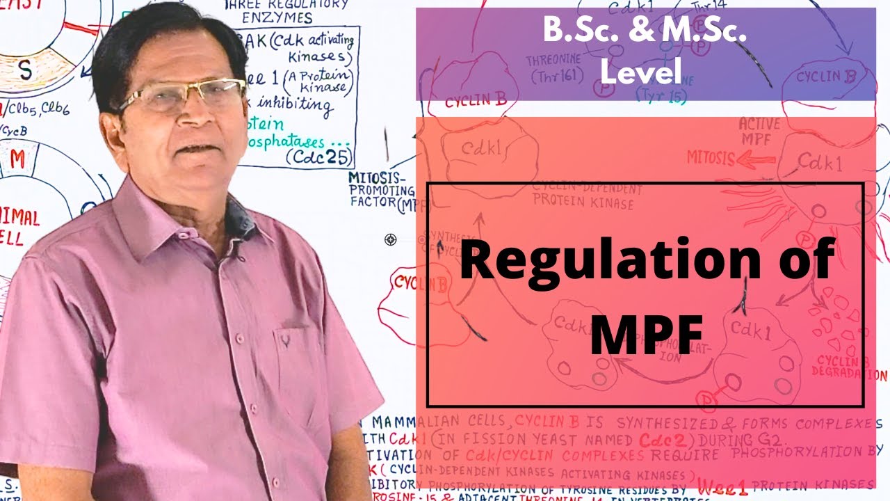 Regulation of MPF by Phosphorylation & Dephosphorylation of Cdk || B.Sc ...