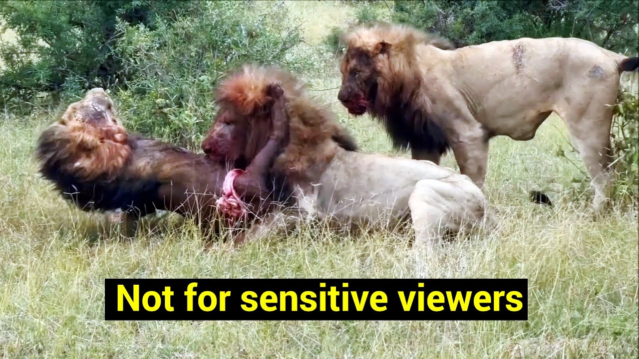 Lion Warfare | The Last Stand of A Male Lion Before Death - YouTube