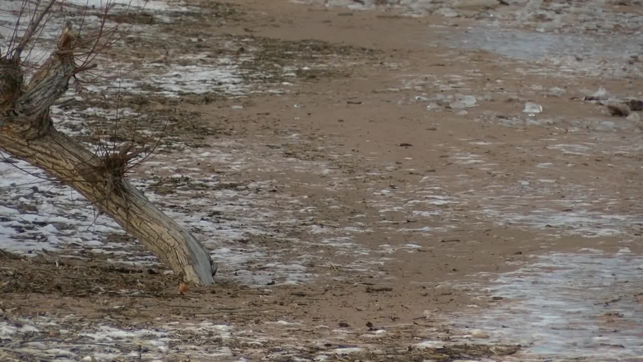 Watch your step: shredded aluminum cans uncovered at Park Point - YouTube