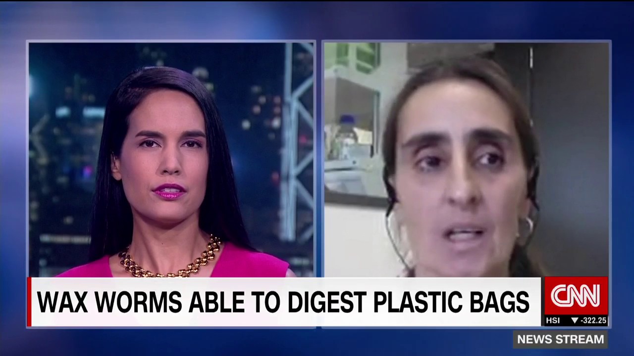 Can plastic-eating worms save the world? - YouTube
