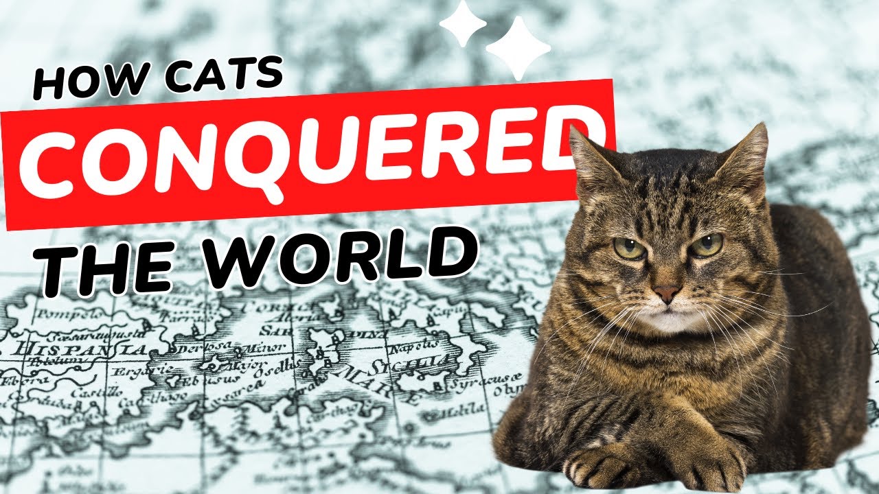 How Cats CONQUERED The World - YouTube