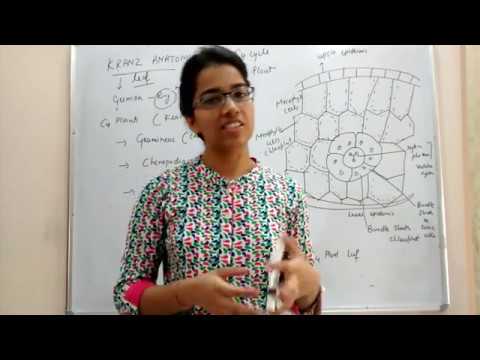 Kranz anatomy | Leaf anatomy of c4 plants | Plant physiology - YouTube