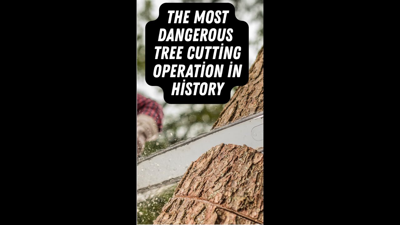The MOST DANGEROUS Tree Cutting Operation in History #history #facts ...
