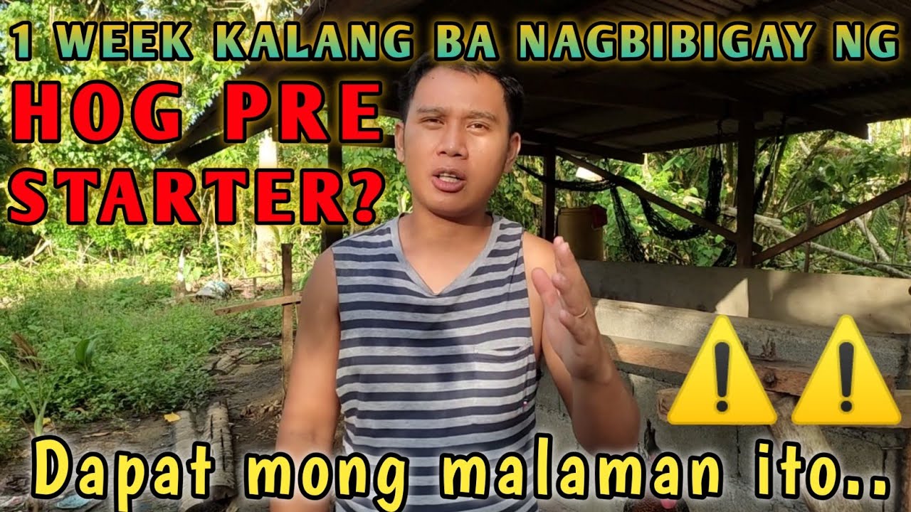ILANG ARAW BA TALAGA MAGBIGAY NG HOG-PRE-STARTER FEEDS? | TRANSITION ...