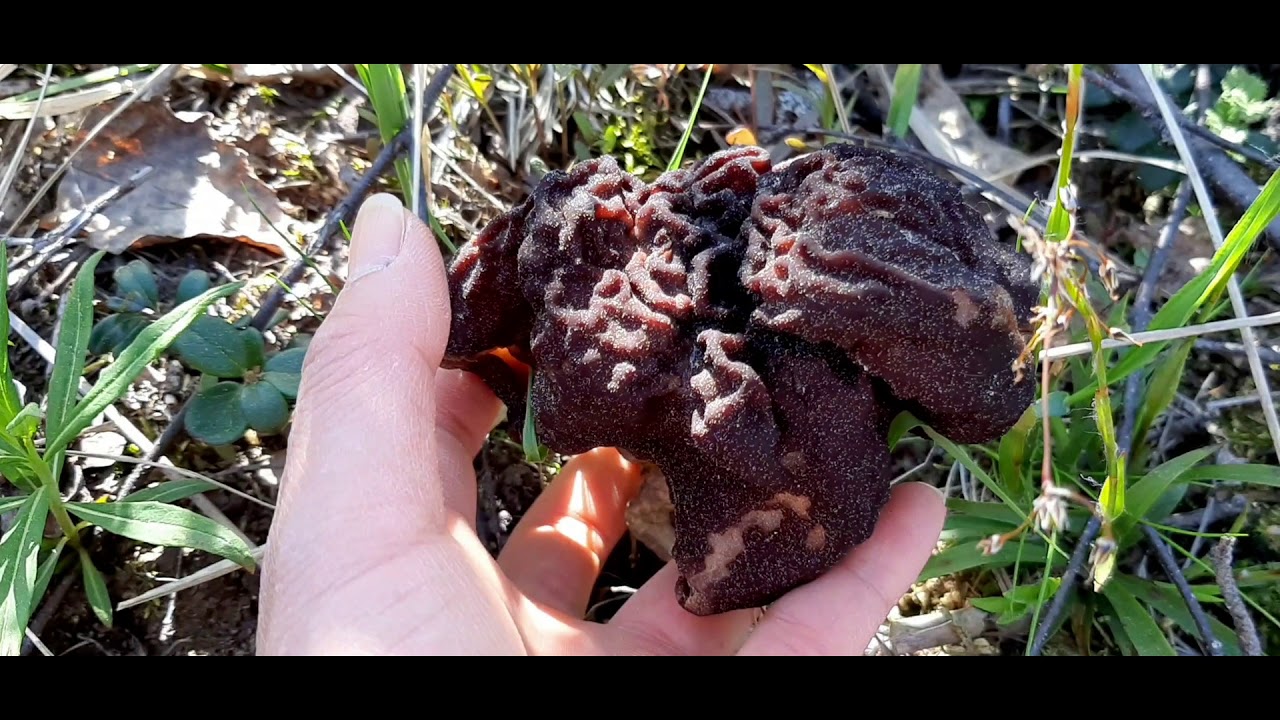 เก็บเห็ดหูหนูฝรั่งยักษ์/เห็ดหัวสมอง🍄🧠 #หลายโพดโพ🍄 #เห็ดหัวสมอง🧠 ...