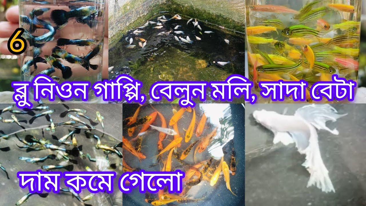 Blue Neon Guppy Belun moly white betta #fish #guppy #bettafish মাছের ...
