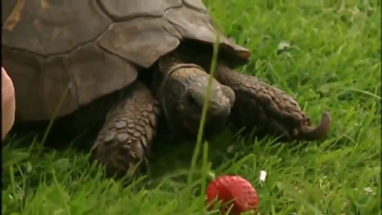 Ultimate | National Geographic Documentary Tortoise & Turtle | Must ...