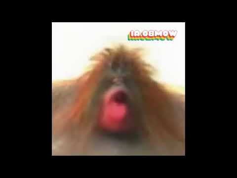 preview 2 kracc Bacc deepfake