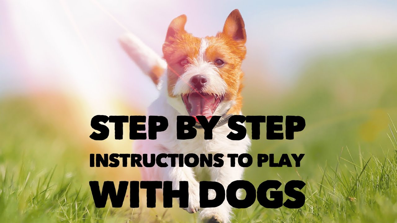 STEP BY STEP INSTRUCTIONS TO PLAY WITH DOGS - YouTube