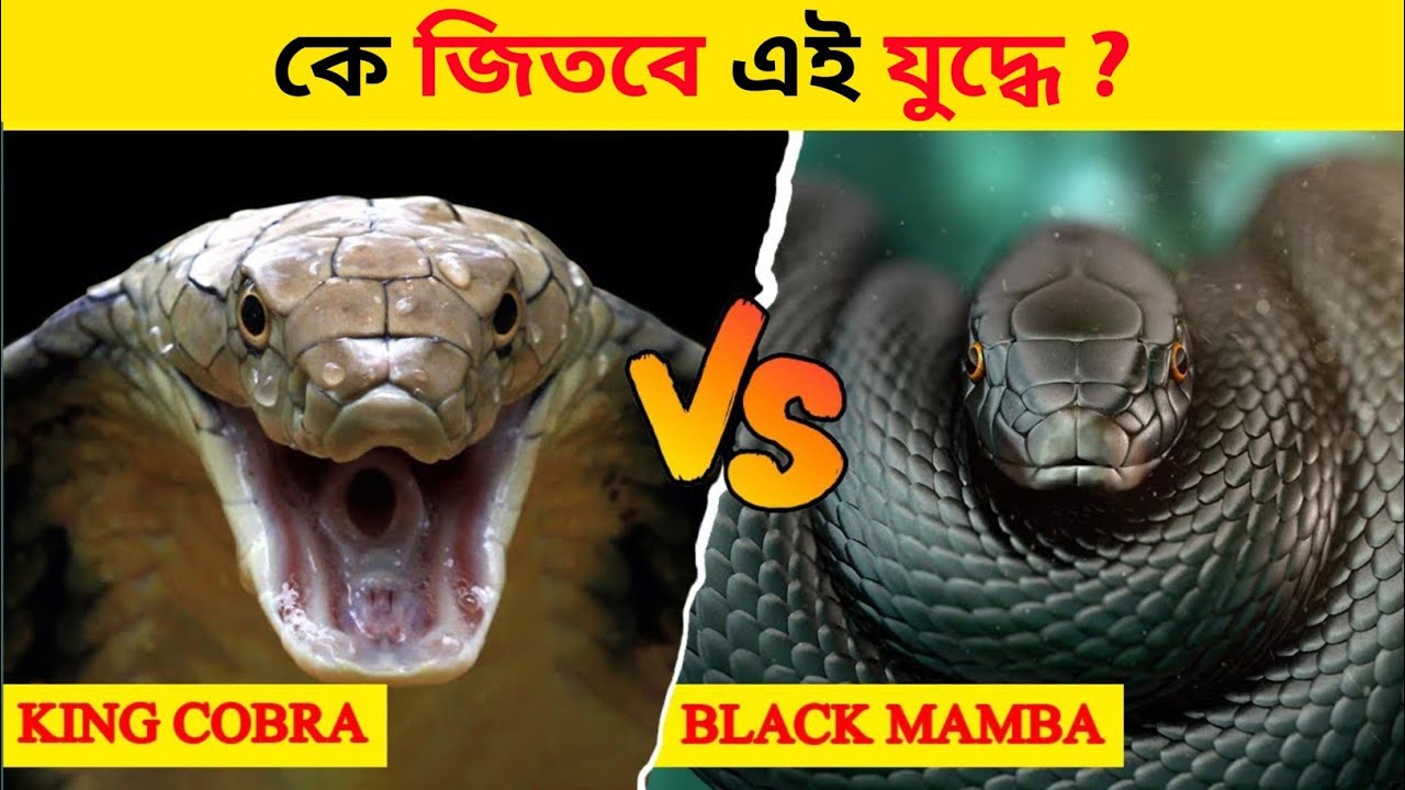 Worlds Most Dangerous Fight || Who Will Win This Deadly Battle ...