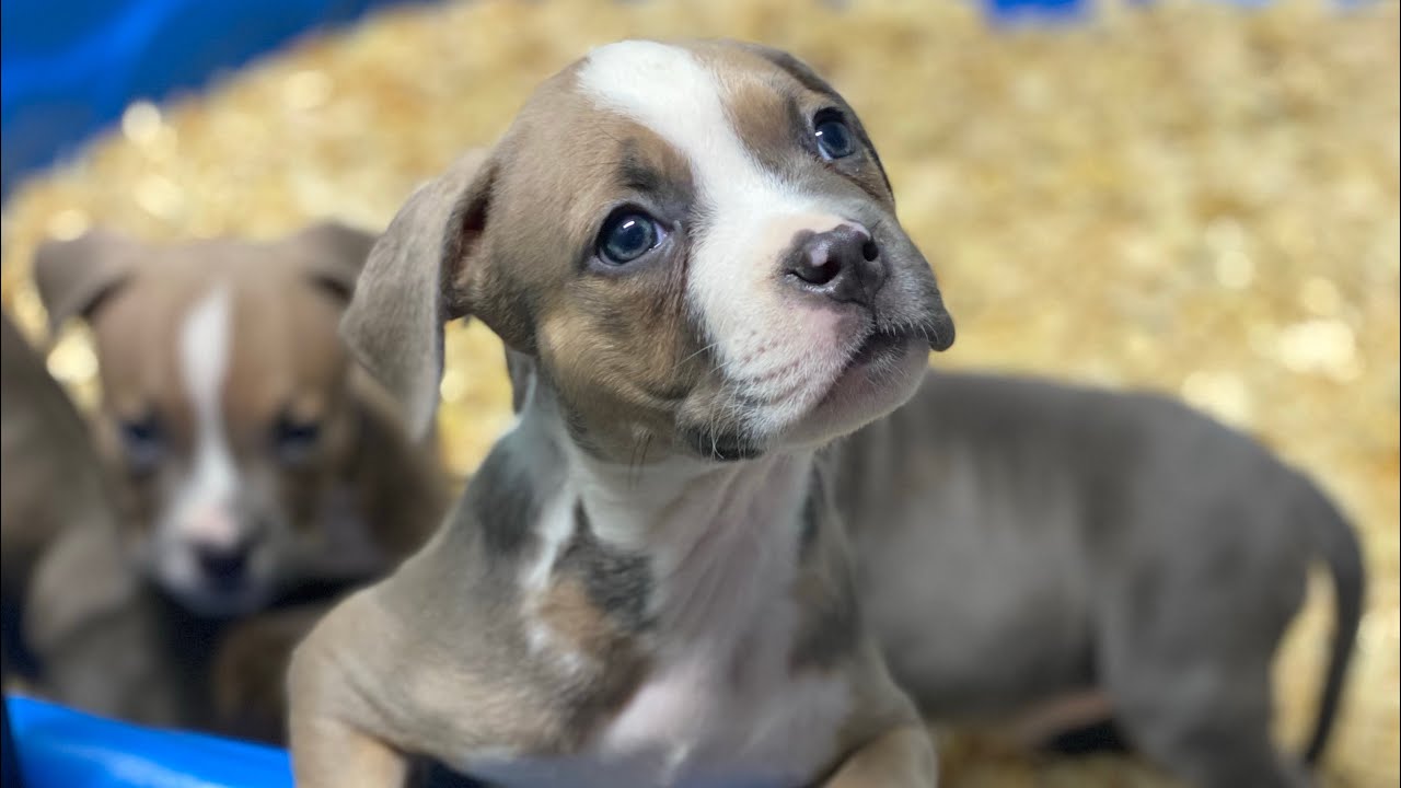 Doom x Fury 🔥🔥🔥🔥 Puppies #puppy #breeder #viralvideo #viralvideos # ...