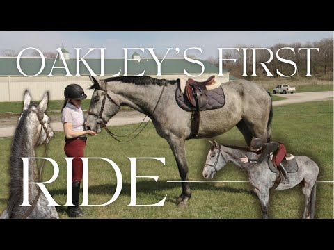 MY YOUNG HORSE'S FIRST RIDE UNDER SADDLE!