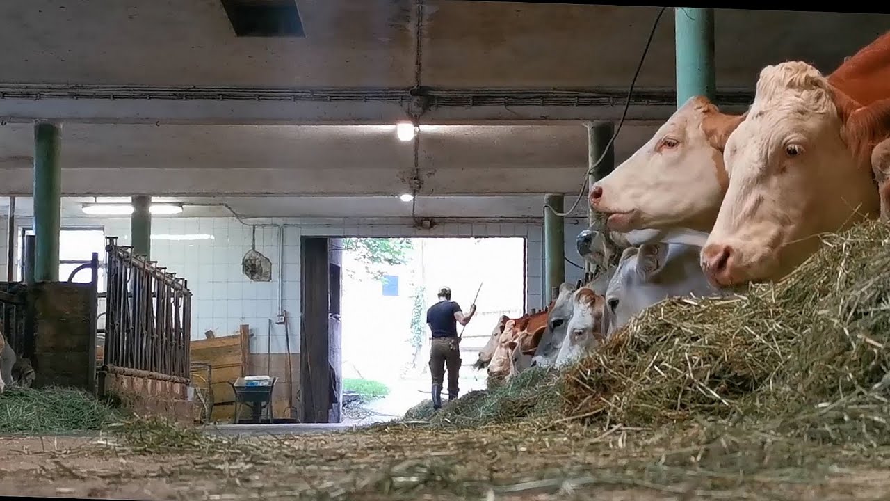 Work on a Small Dairy Farm - YouTube