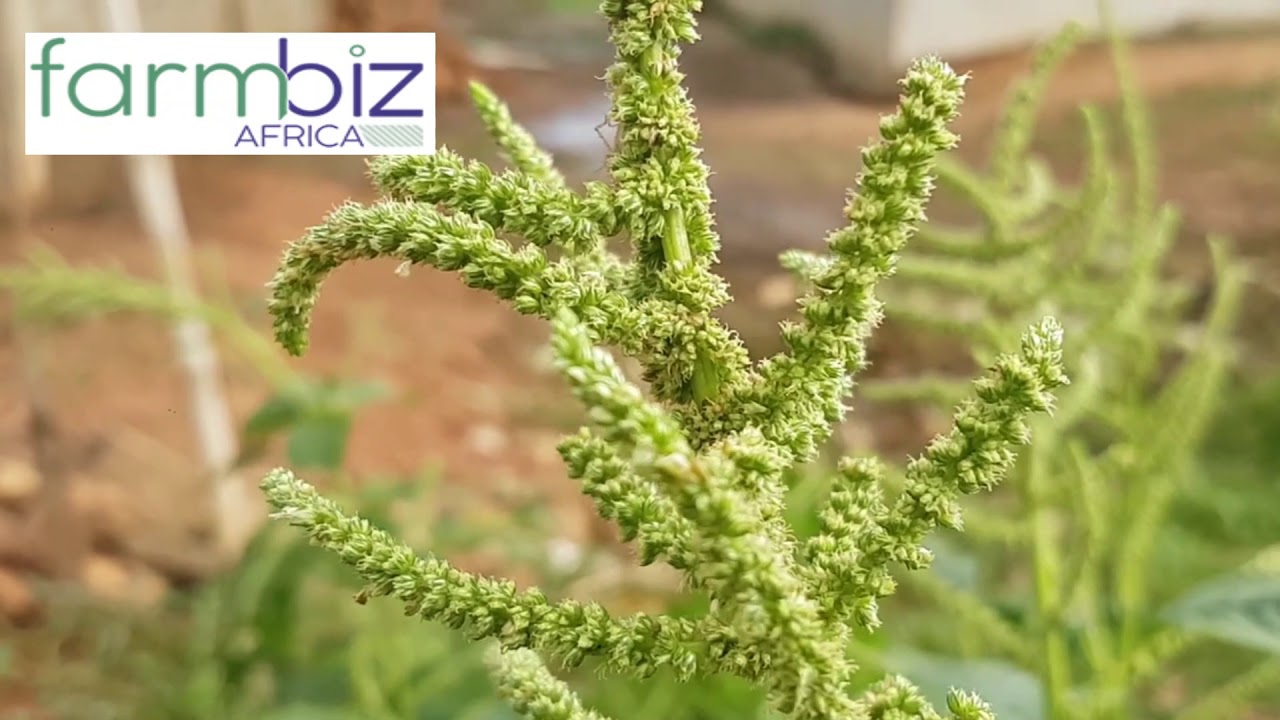 Amaranth/Mchicha, farmers pick the weed for cash - YouTube