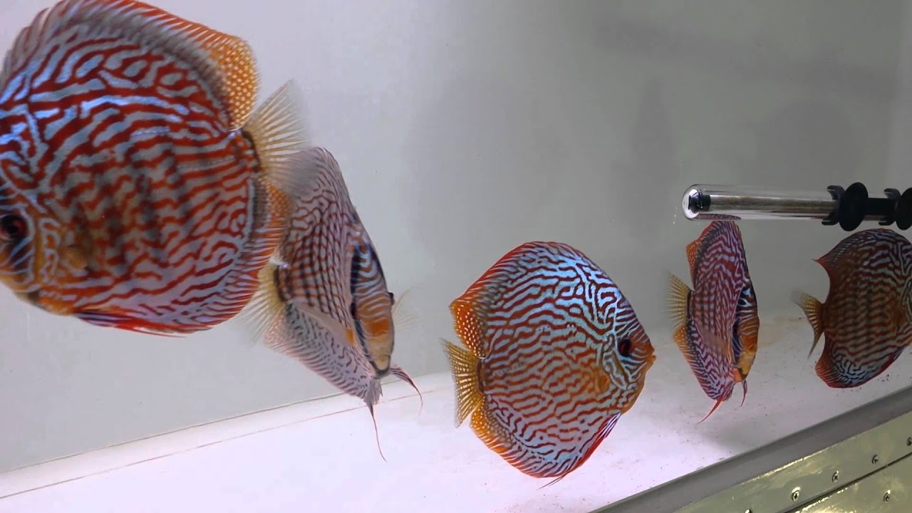 Discus piwowarski 15 mois - YouTube