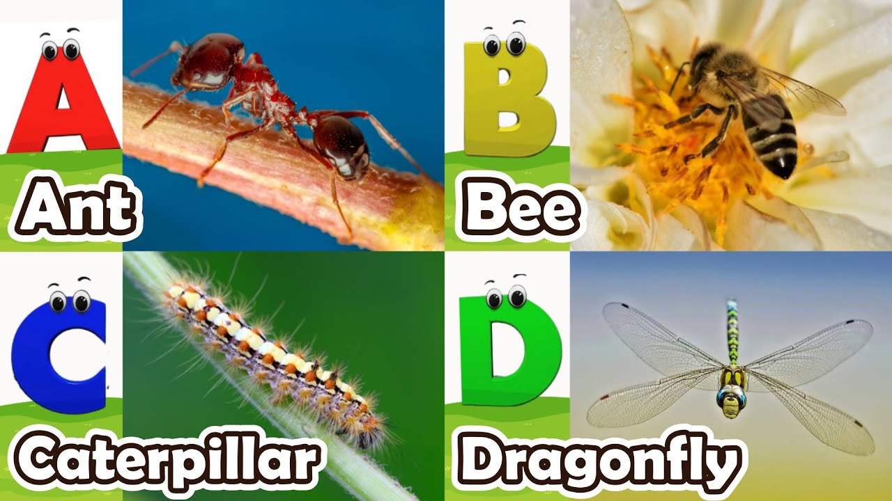 Abc Insect Song | A to Z Insects Song | Insects Alphabet song | Phonics ...