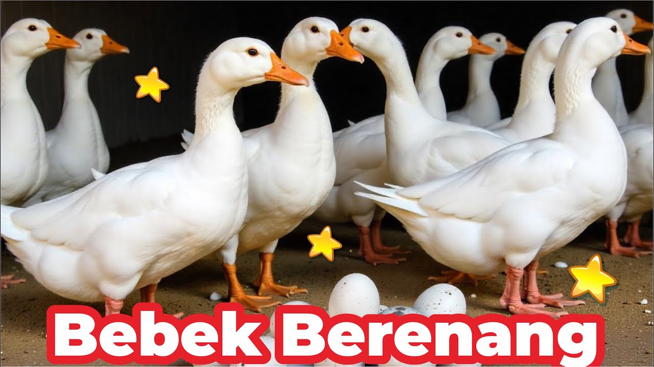BEBEK BERENANG BERENANG , LAGU BEBEK ASLI , BEBEK LUCU BERENANG LAGU ...