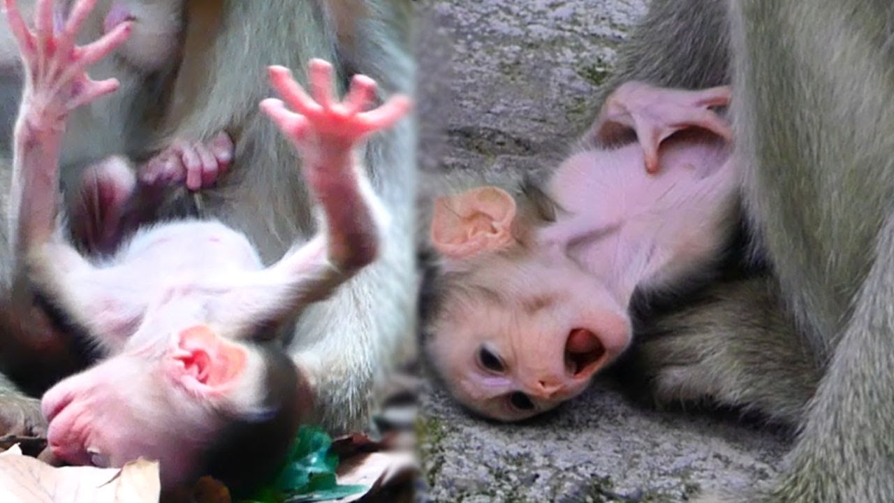 Hmm! Half body get stuck with mom, new baby monkey Kendra just moving head up down - YouTube