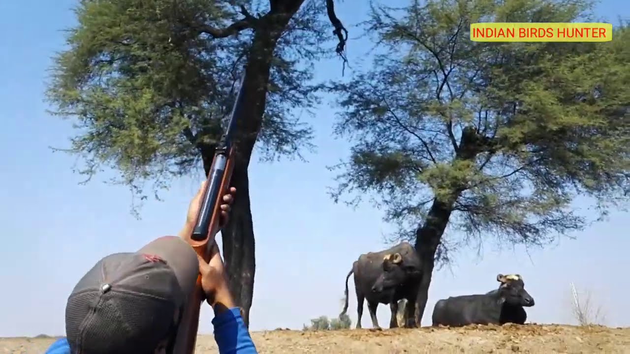 Bird Hunting - Many Types of Birds Hunt with Shotgun - YouTube