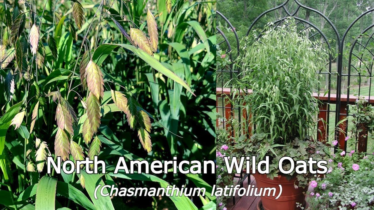 Chasmanthium latifolium (North American Wild Oats) // Easy to Grow ...