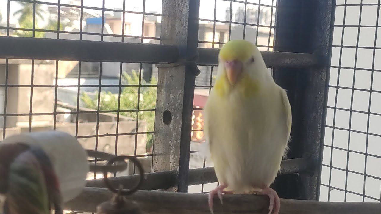 pineapple Kannur and Bajre Ghar playing together. - YouTube
