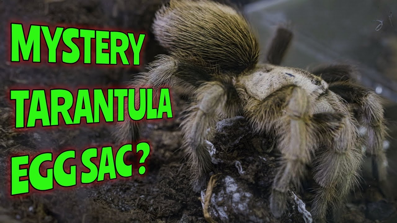 SURPRISE! My Tarantula DROPPED AN EGG SAC! - YouTube
