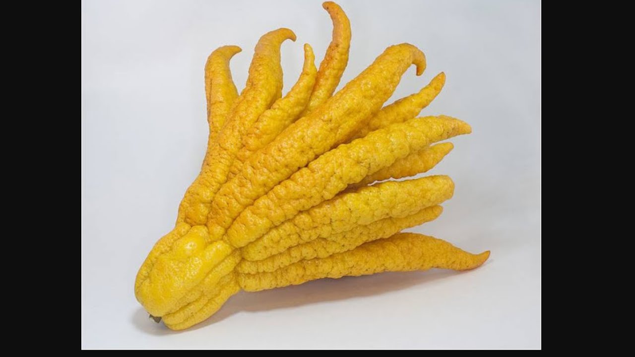 The Buddha's Hand, Exotic Fruit, Fingered Citron Reviewed By John ...