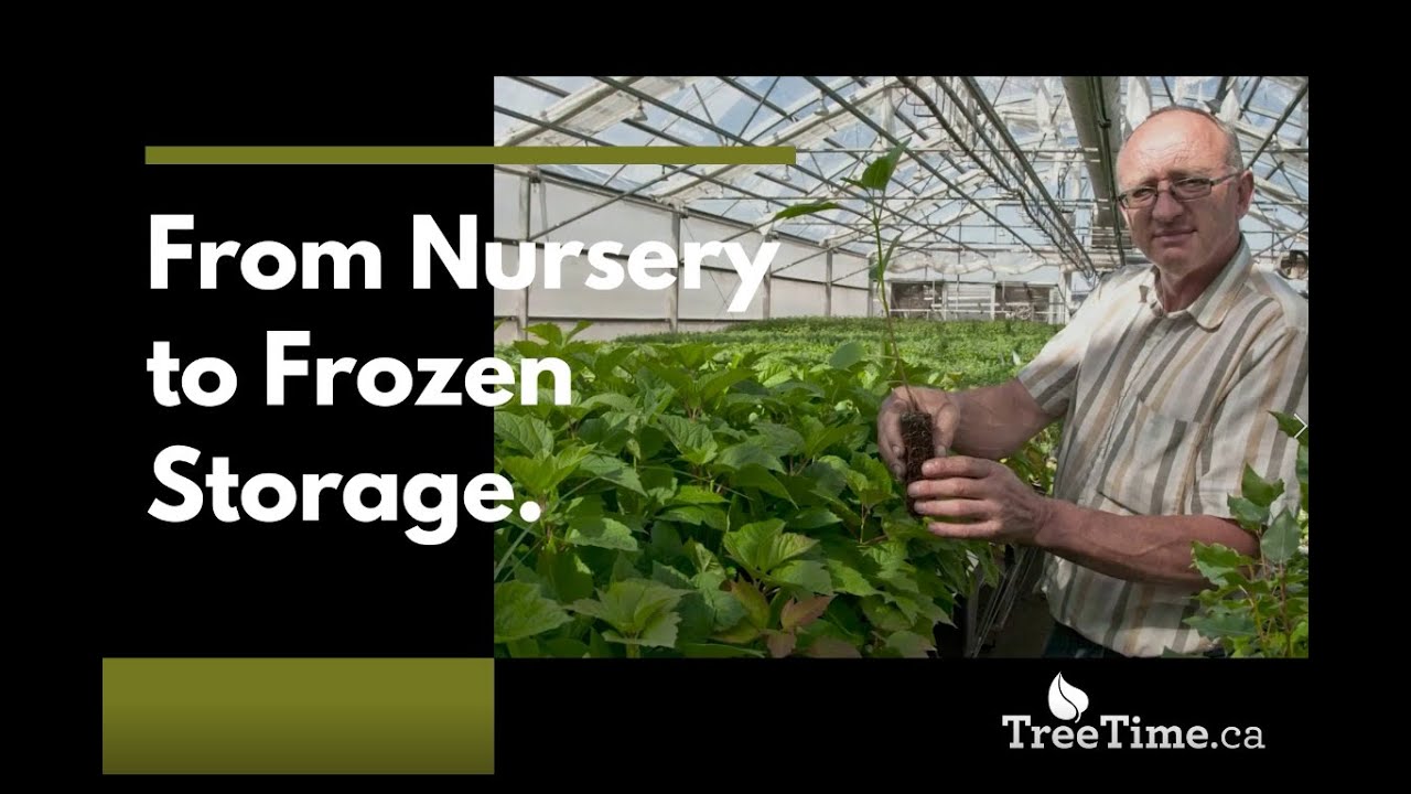 How To Store Seedlings For Outstanding Trees. - YouTube